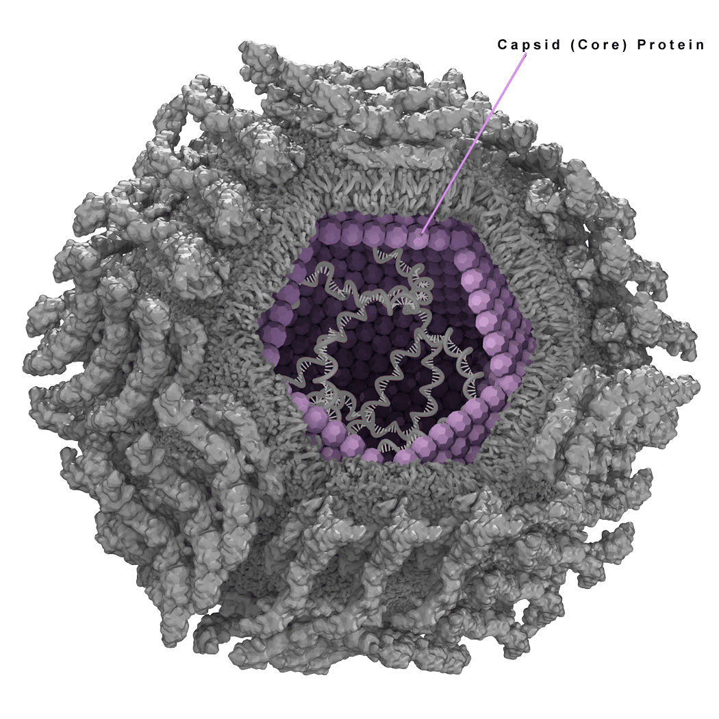 Core Concepts - Diagnosis of Acute HCV Infection - Screening and ...
